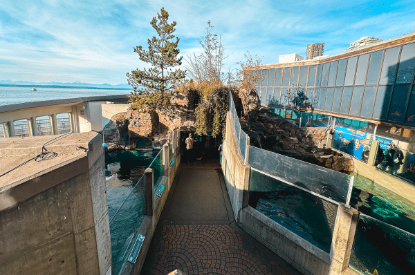 Seattle Aquarium: Essential Guide to Visiting with Kids