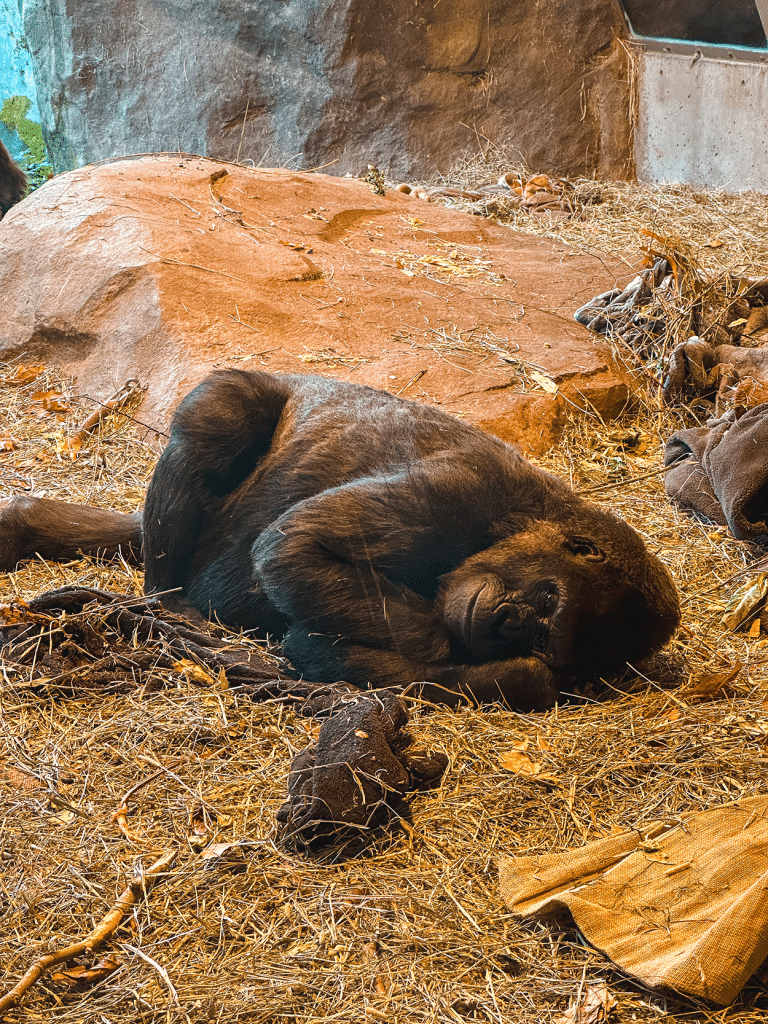 Creature Encounters for All Ages at the Woodland Park Zoo
