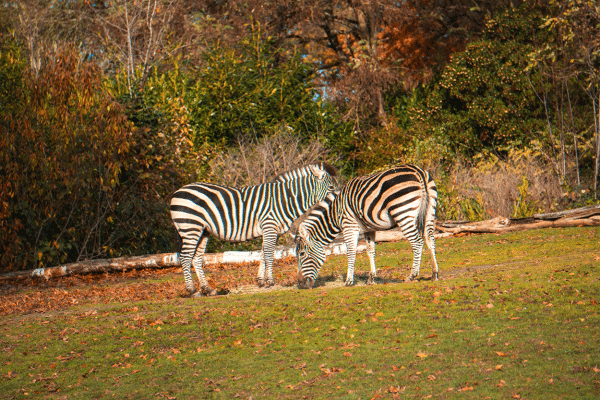 Creature Encounters for All Ages at the Woodland Park Zoo