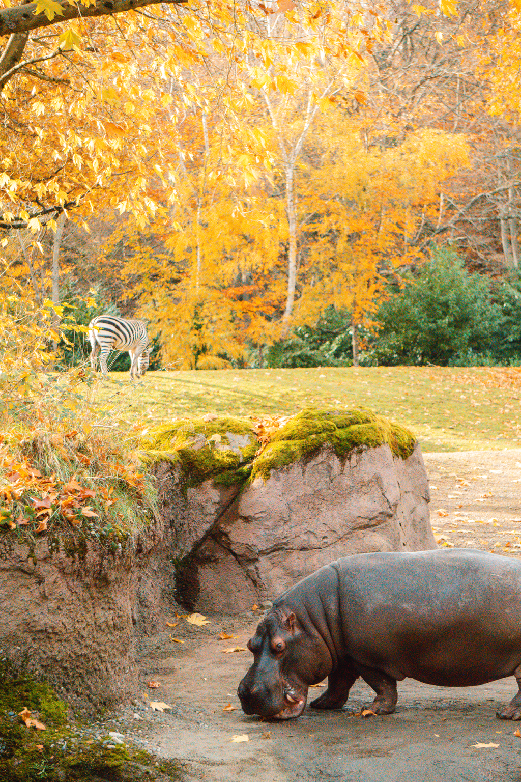 Creature Encounters for All Ages at the Woodland Park Zoo