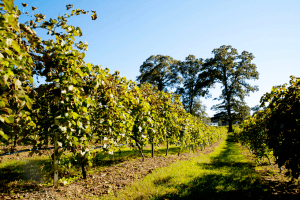 10 Exciting Things to do in Ruston Louisiana