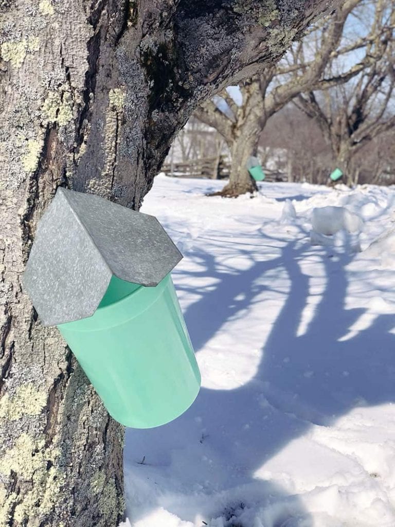 Feed Your Maple Syrup Obsession at the Somerset PA Maple Camps