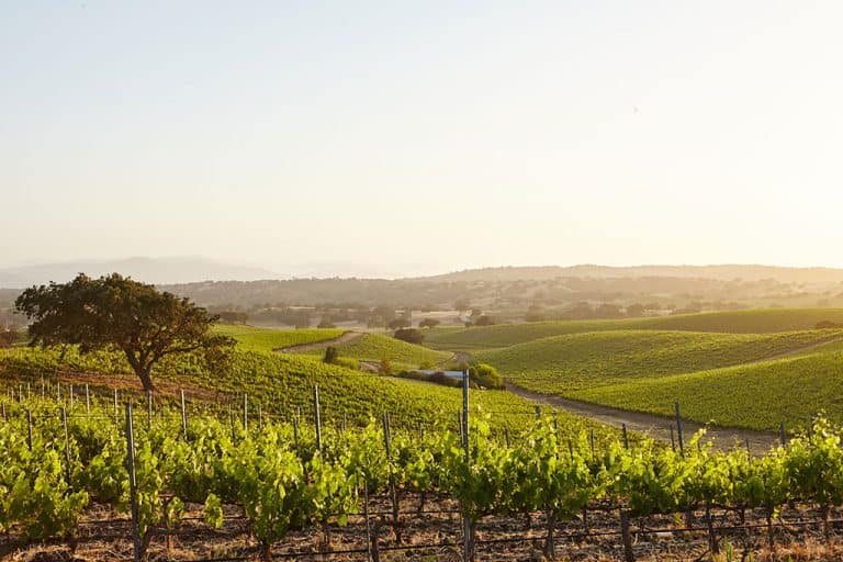 Solvang Wine Tasting: Tips for a Unique Wine Experience in California