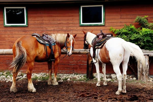 How to Plan the Perfect 3 Day Jasper National Park Itinerary