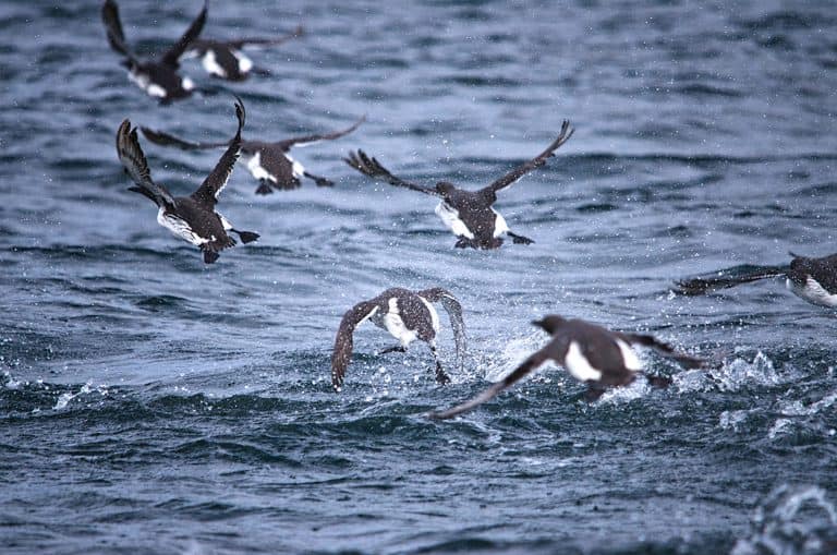 27 Overlooked & Outstanding Things to do in North Berwick Scotland