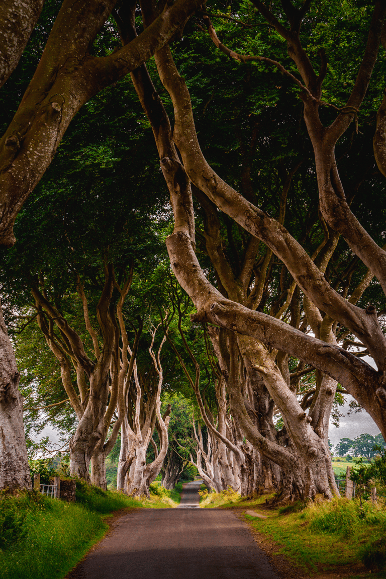 Unforgettable 5-Day Ireland Causeway Coastal Route Itinerary