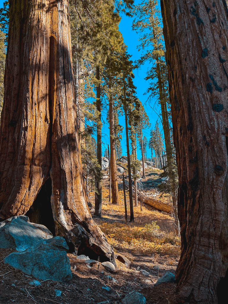 Your Ultimate Sequoia National Park Trip Guide + Itinerary