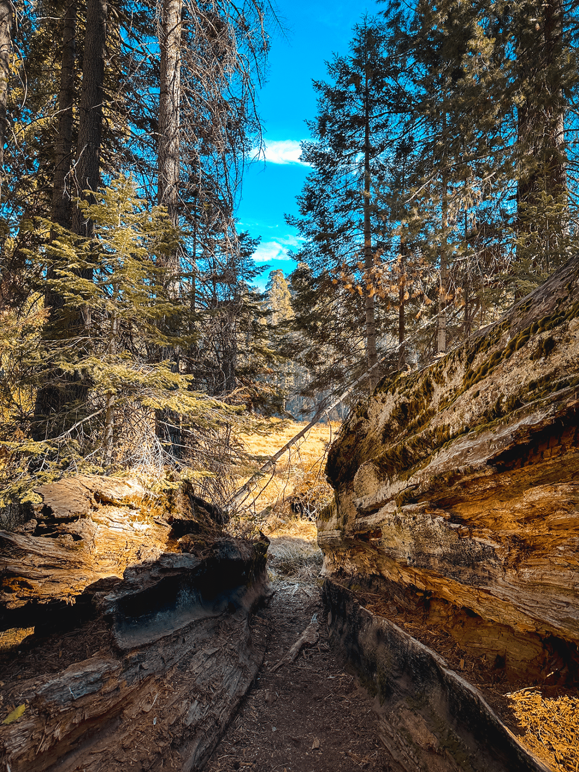 Your Ultimate Sequoia National Park Trip Guide + Itinerary