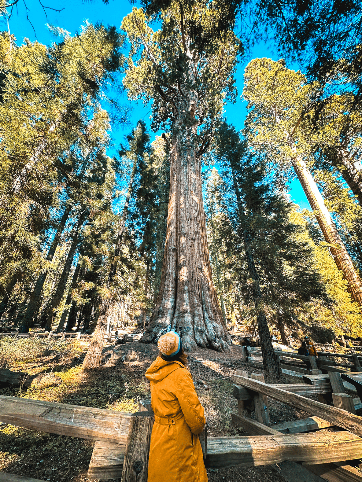 Your Ultimate Sequoia National Park Trip Guide + Itinerary