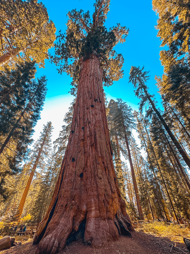Your Ultimate Sequoia National Park Trip Guide + Itinerary
