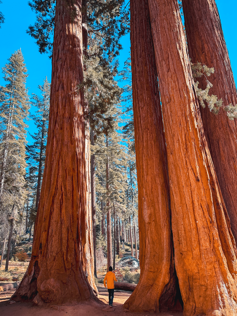 Your Ultimate Sequoia National Park Trip Guide + Itinerary