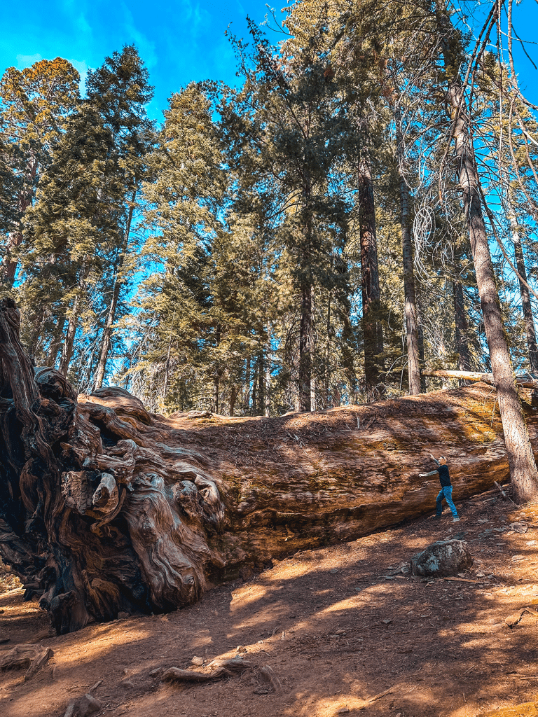 Your Ultimate Sequoia National Park Trip Guide + Itinerary