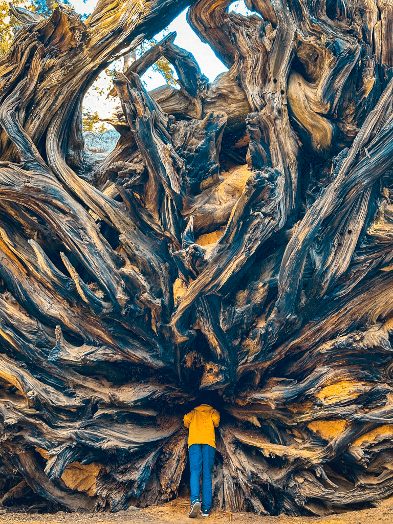 Your Ultimate Sequoia National Park Trip Guide + Itinerary
