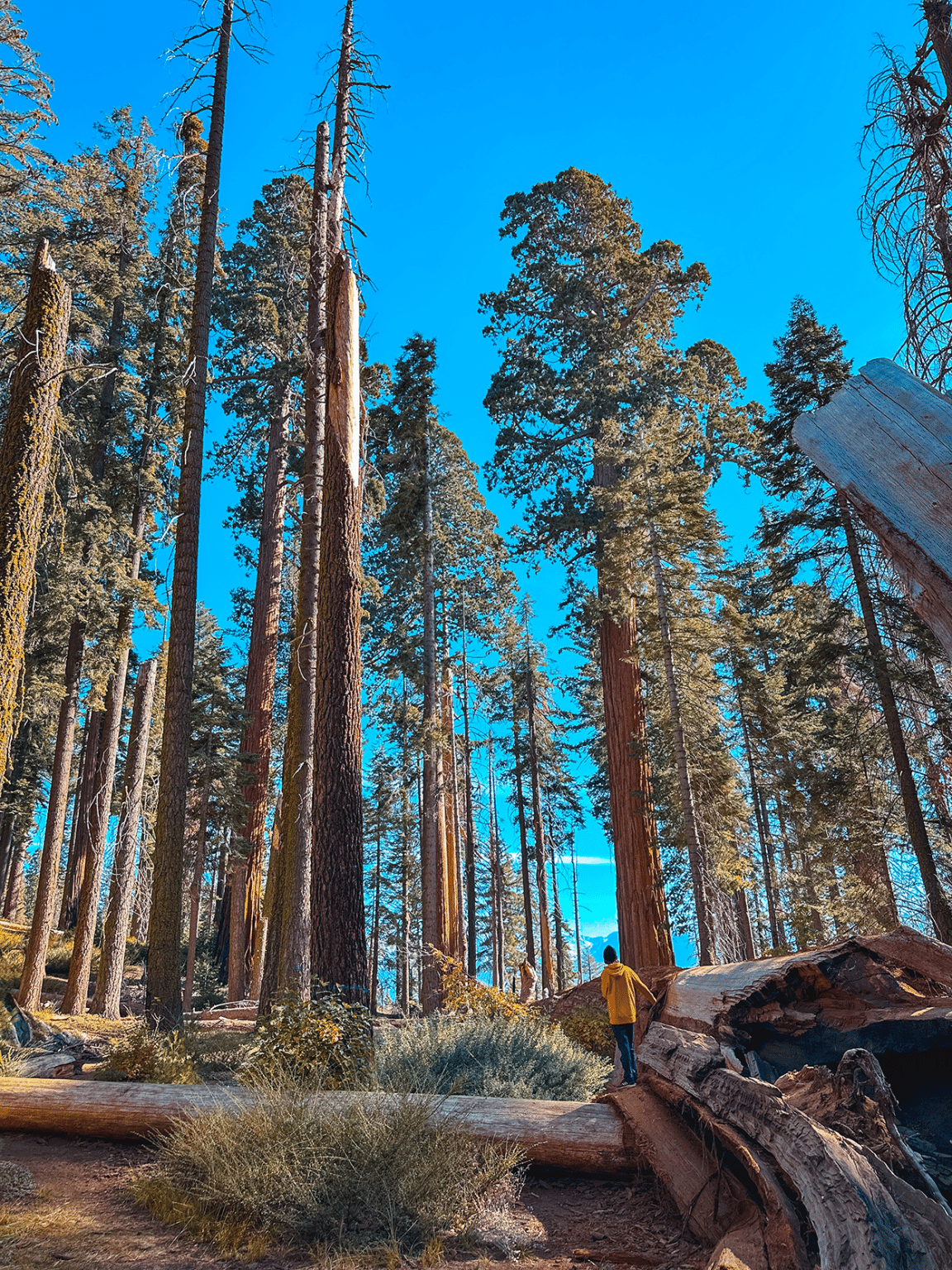 Your Ultimate Sequoia National Park Trip Guide + Itinerary