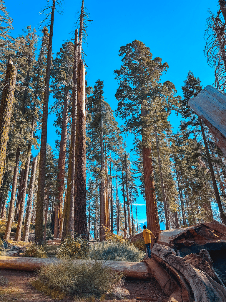 Your Ultimate Sequoia National Park Trip Guide + Itinerary